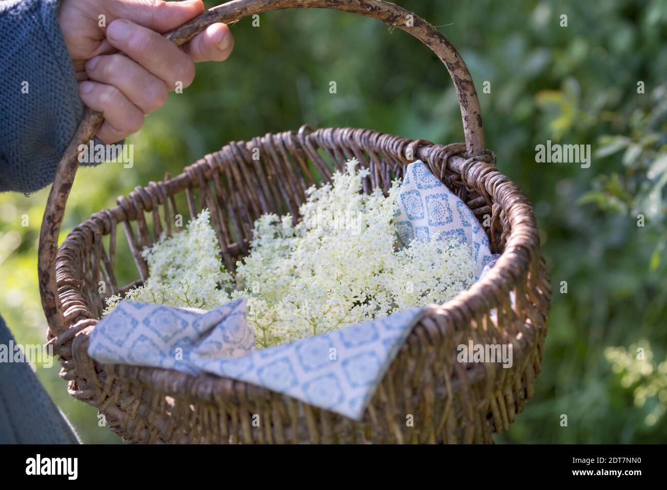 European black elder, Elderberry, Common elder (Sambucus nigra ...