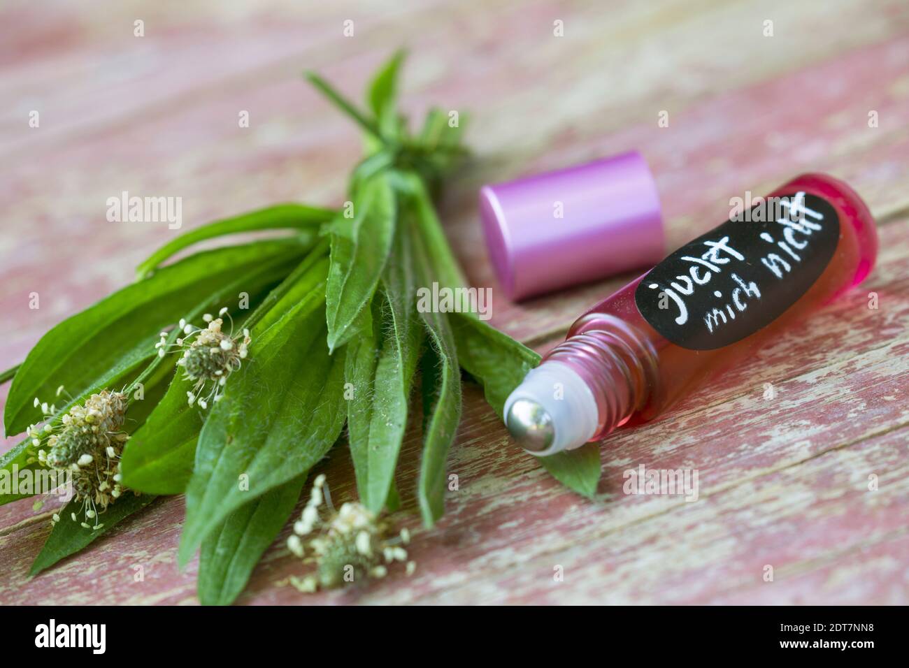 buckhorn plantain, English plantain, ribwort plantain, rib grass ...