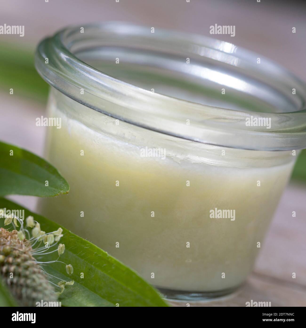 buckhorn plantain, English plantain, ribwort plantain, rib grass ...