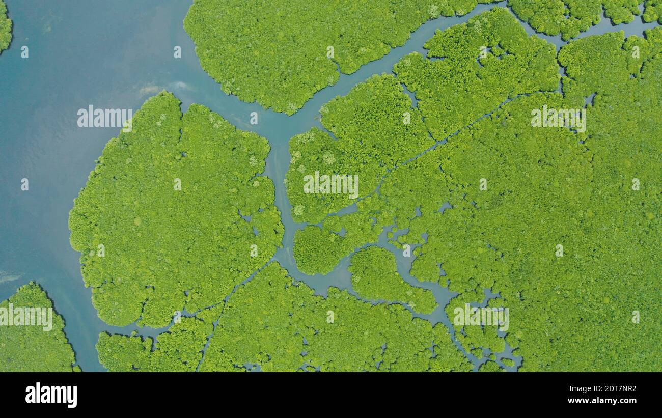 Mangrove trees in the water on a tropical island. An ecosystem in the ...