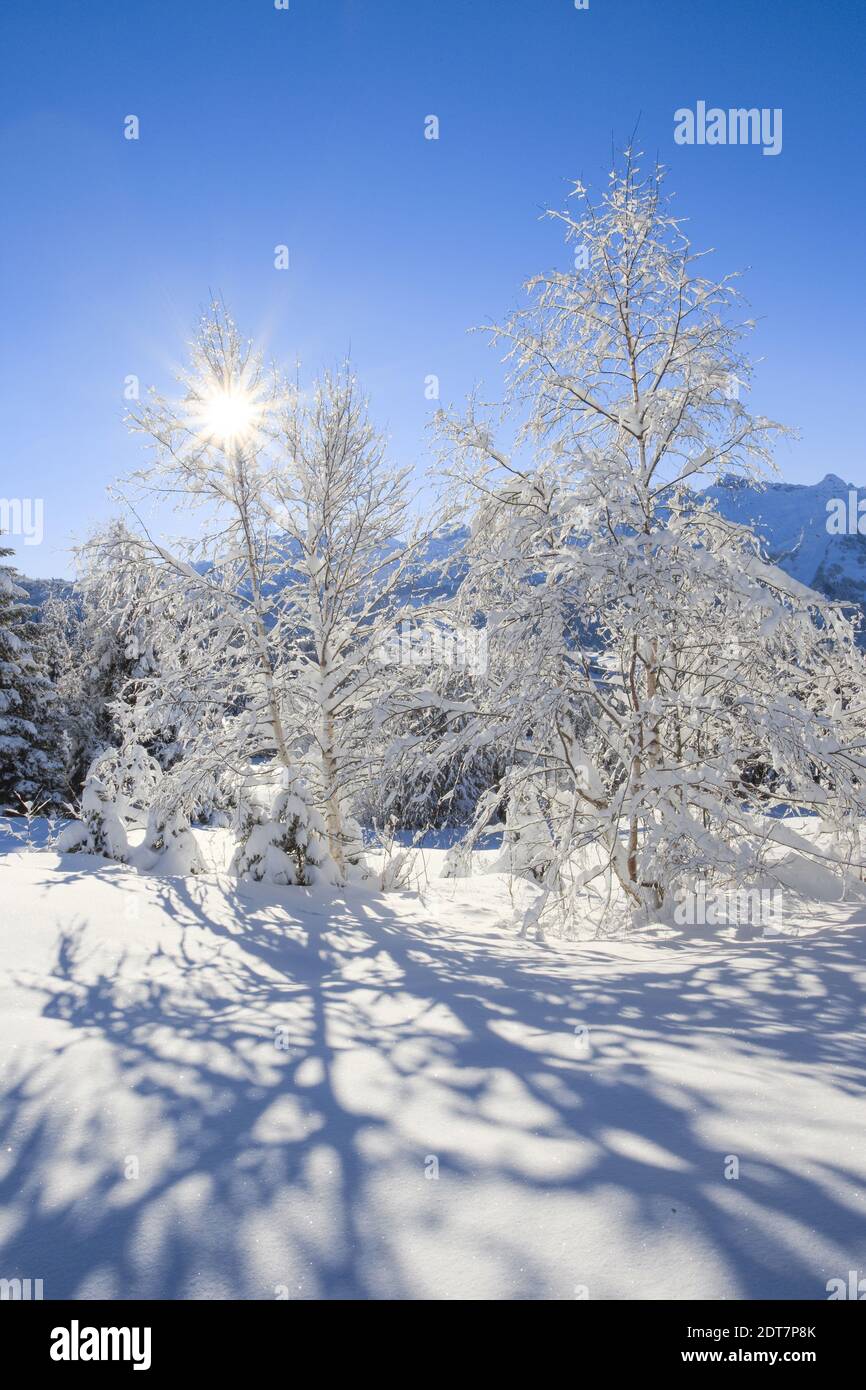 common birch, silver birch, European white birch, white birch (Betula ...