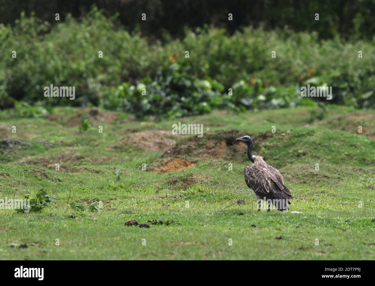 Slender-billed Vulture (Gyps tenuirostris), perching in a meadow, India ...