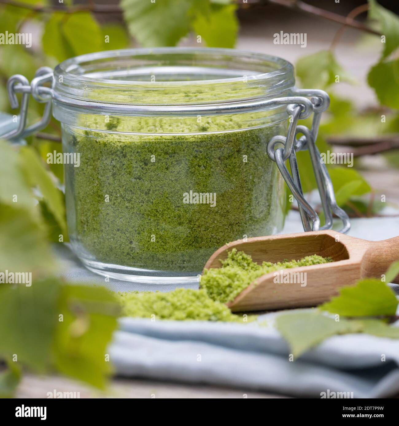 common birch, silver birch, European white birch, white birch (Betula ...