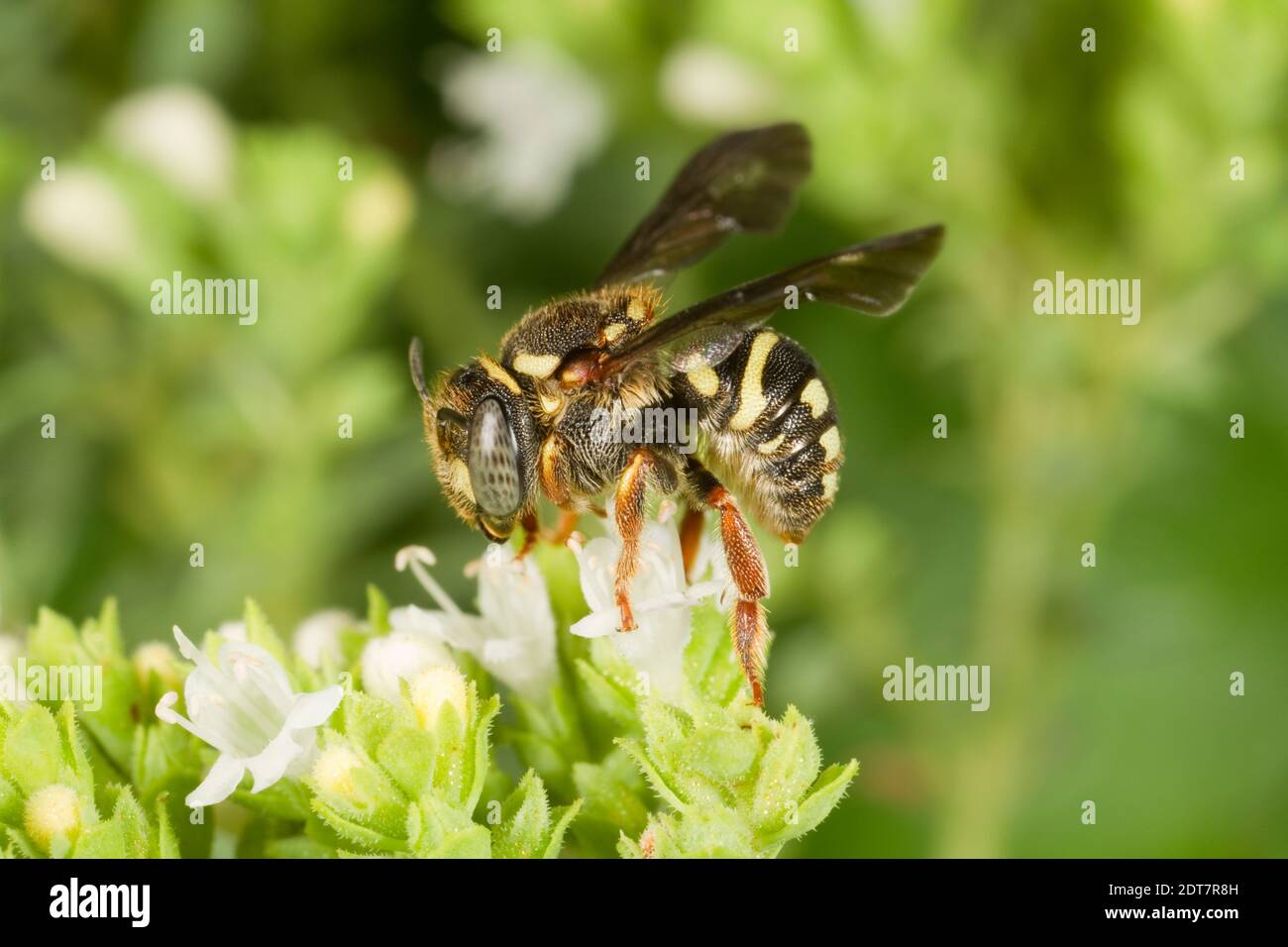 Northern rotund resin bee hi-res stock photography and images - Alamy
