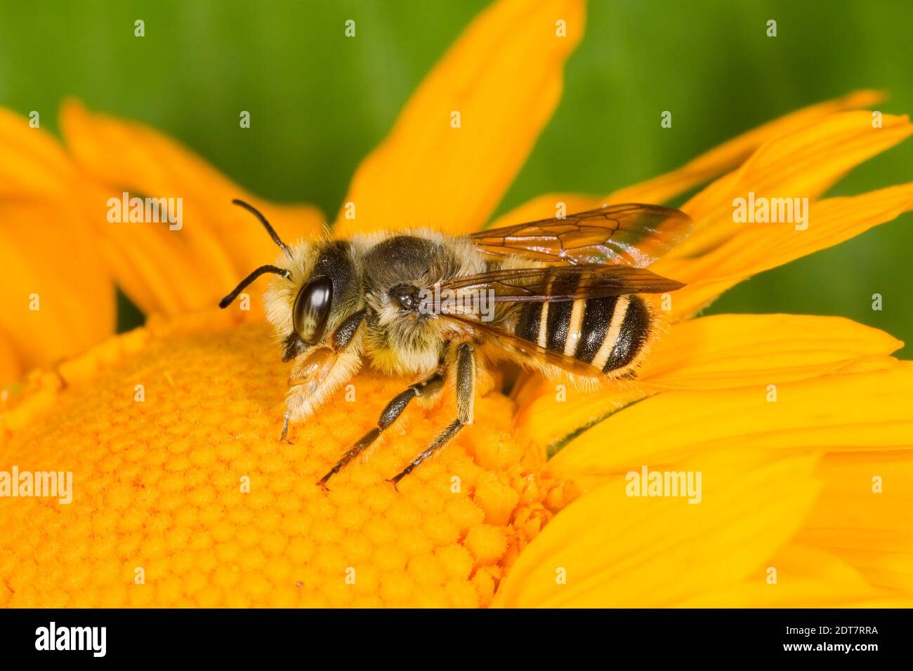 Megachile fidelis hi-res stock photography and images - Alamy