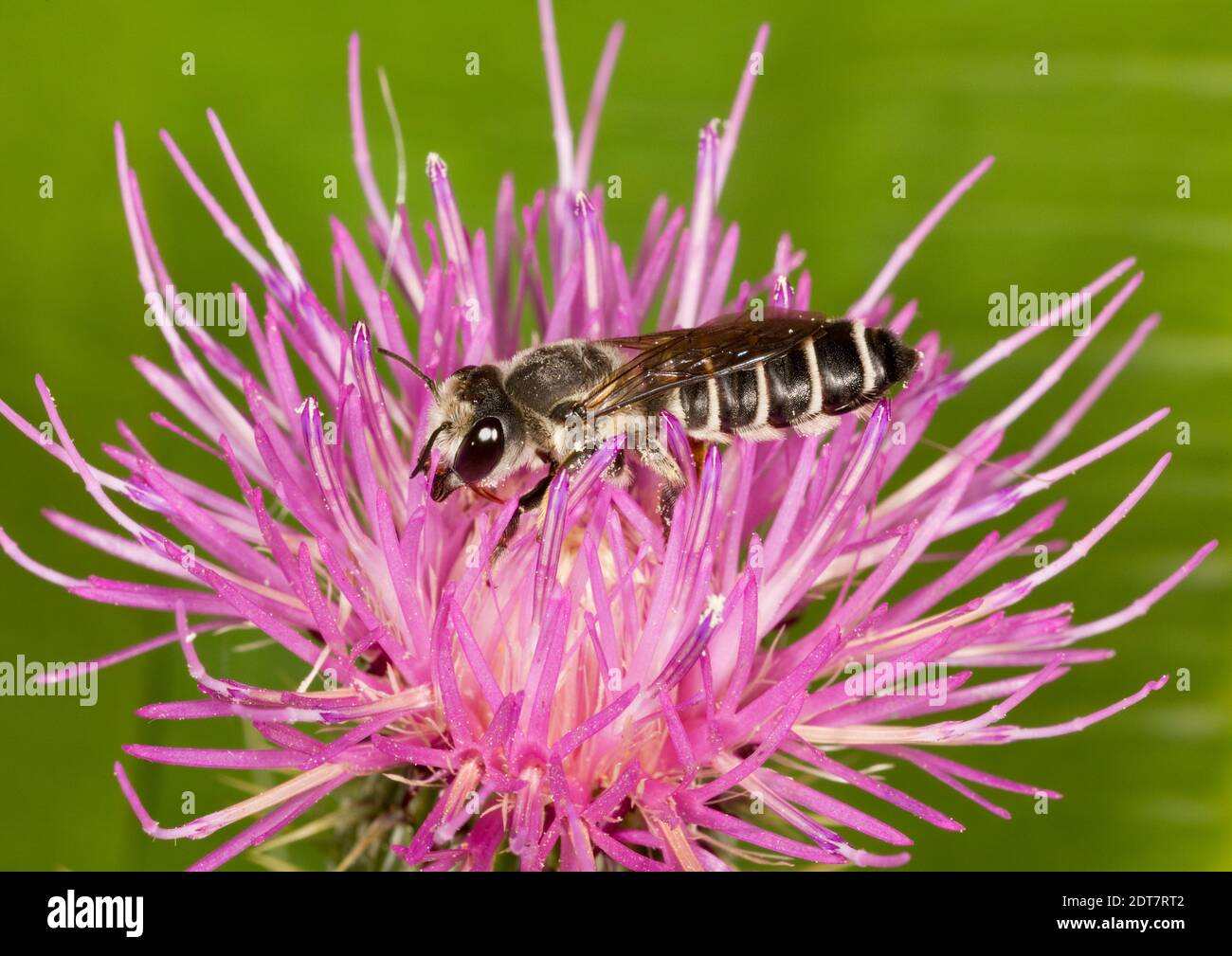 Female megachile leafcutter bee hi-res stock photography and images - Alamy