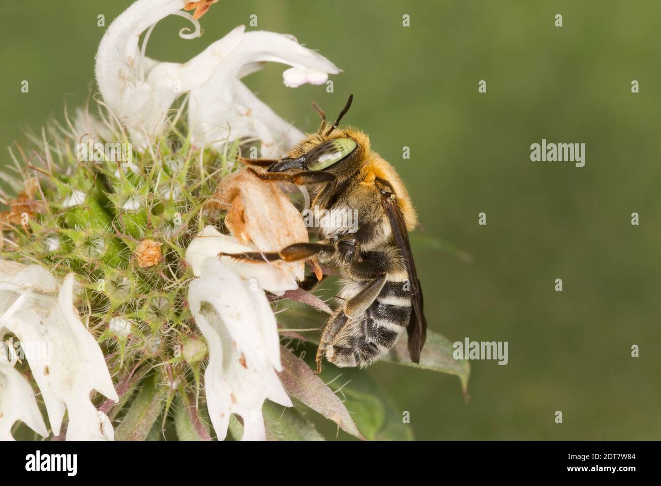 Resin-Leafcutter Bee male, Trachusa manni, Megachilidae. Body Length 12 ...