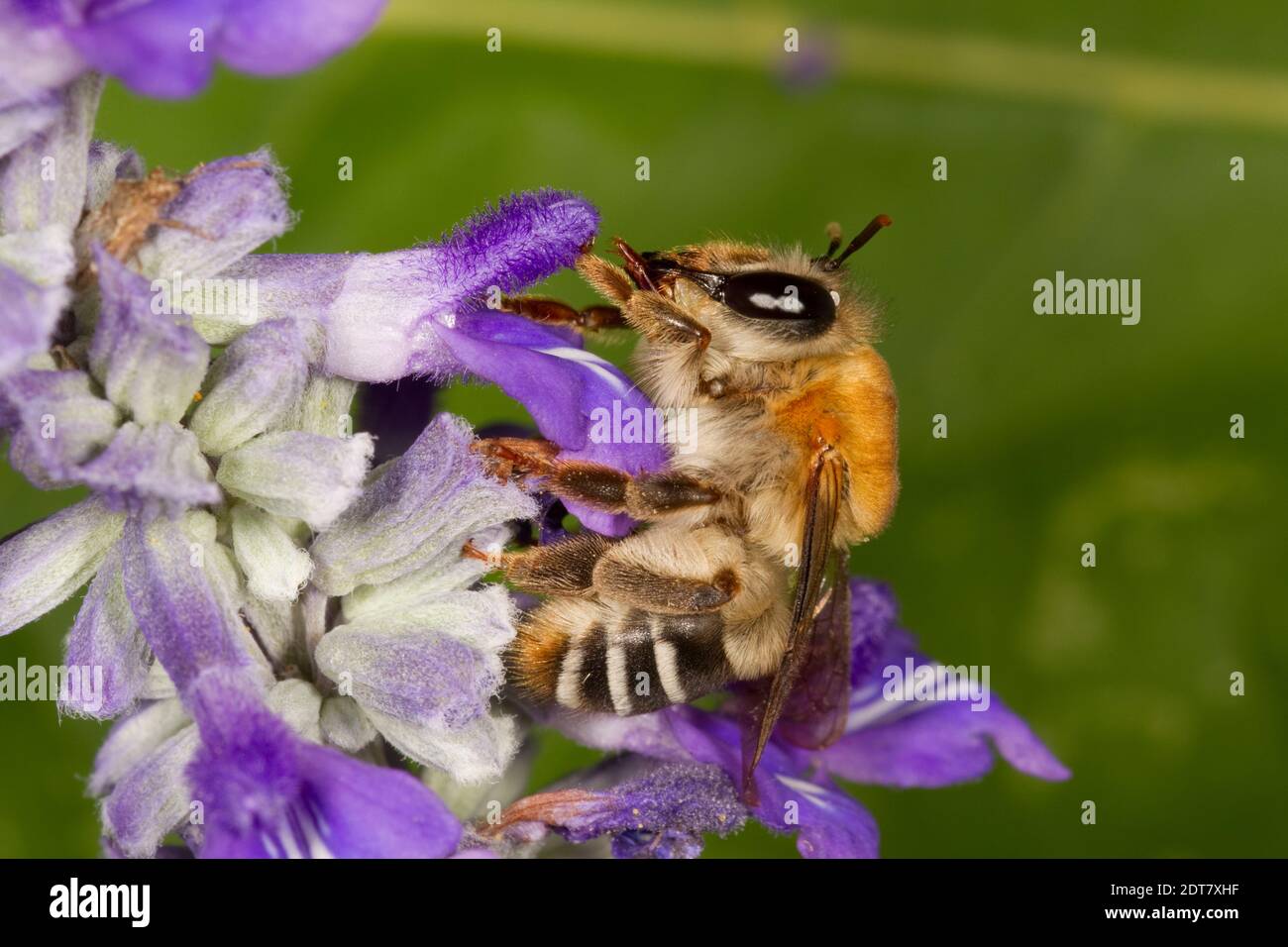 Elegant Feather-tongue Bee female, Zikanapis elegans, Colletidae. Body ...