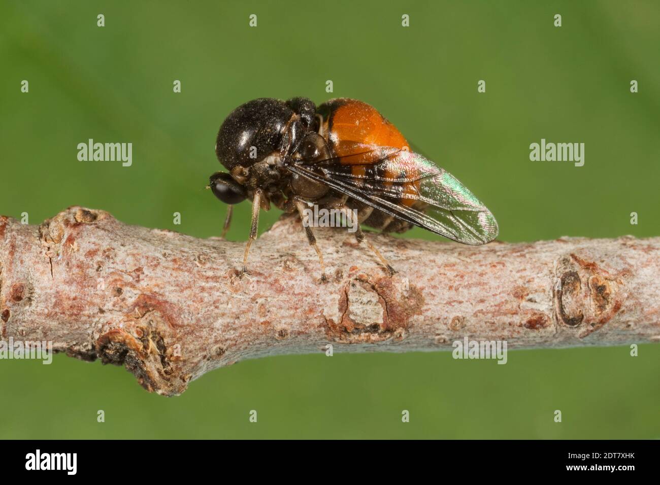 Acroceridae hi-res stock photography and images - Alamy