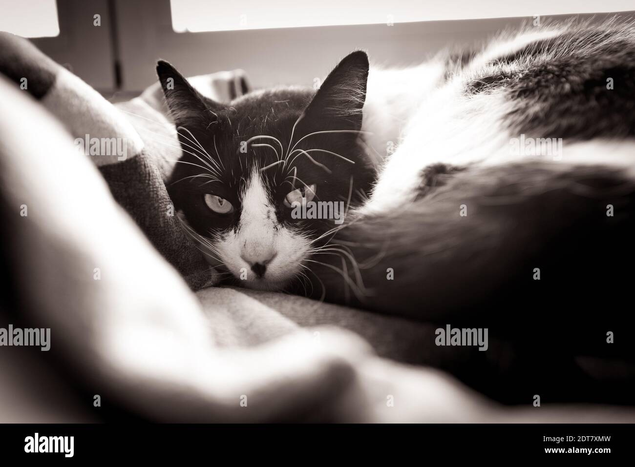 Cat daily routine hi-res stock photography and images - Alamy