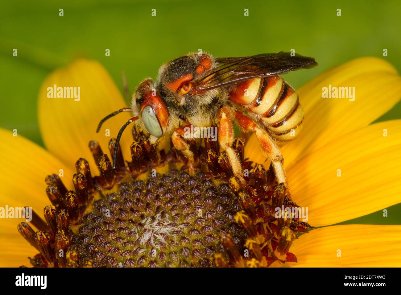Resin leafcutter hi-res stock photography and images - Alamy