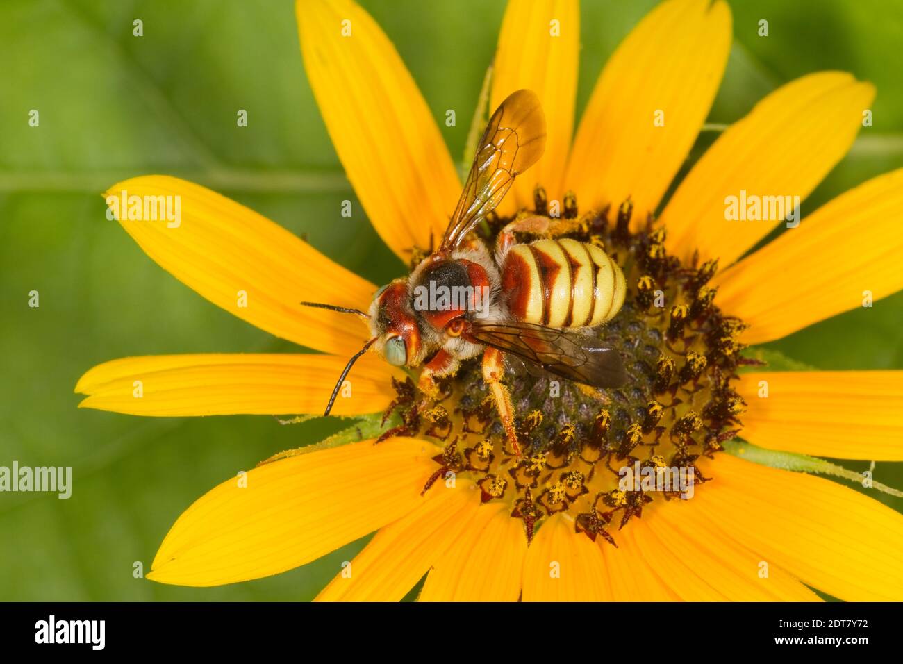 Resin bee hi-res stock photography and images - Alamy