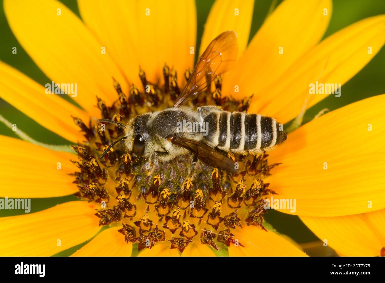 Hostile Leafcutter Bee female, Megachile inimica, Megachilidae. Body ...