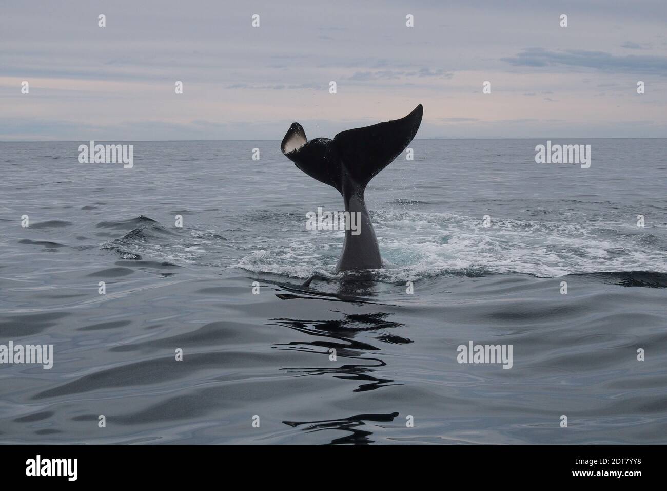 Whale waving tail hi-res stock photography and images - Alamy