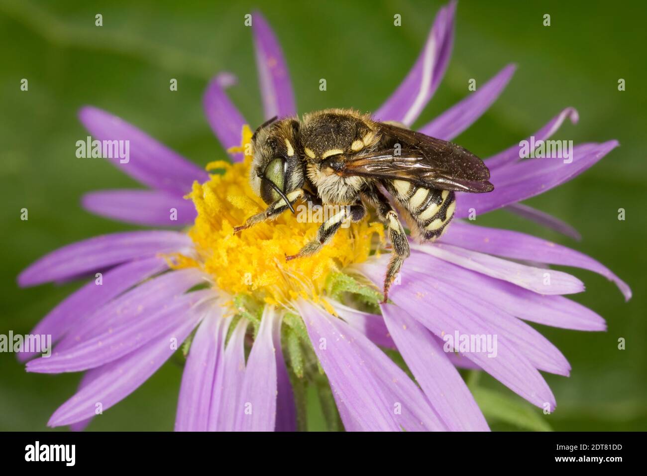 Anthidium hi-res stock photography and images - Alamy