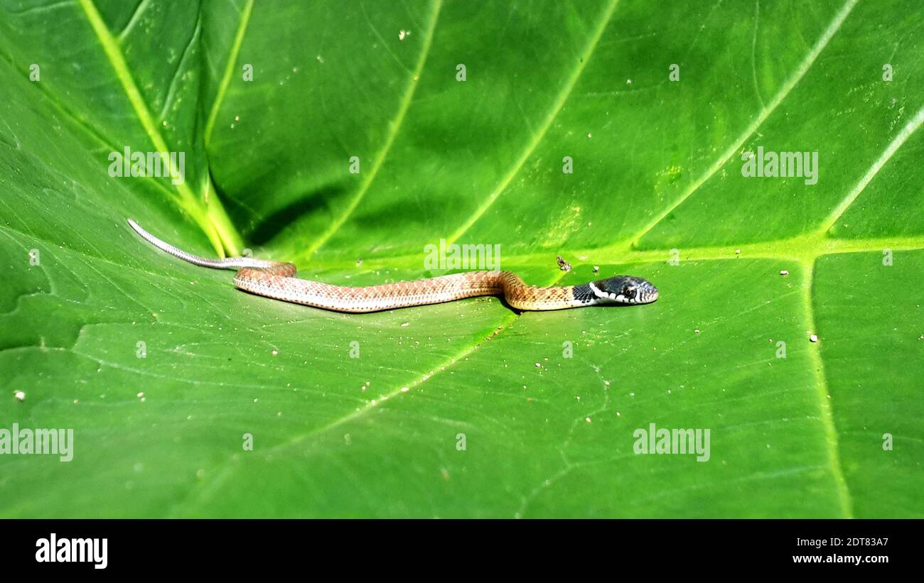 Baby snake skin hi-res stock photography and images - Alamy