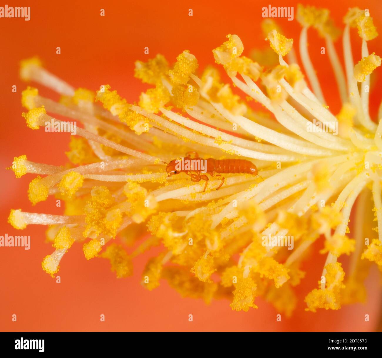 Triungulin hi-res stock photography and images - Alamy