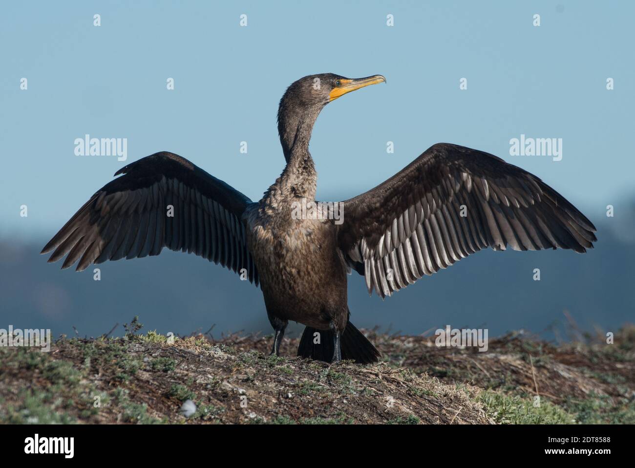 Double crested cormorant (Phalacrocorax auritus) with its wings held ...