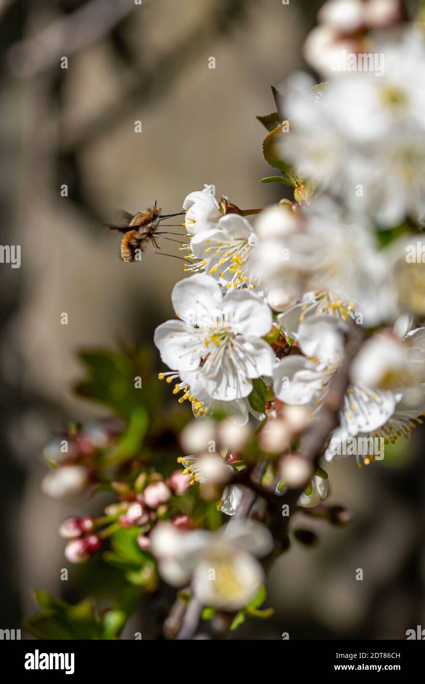 Imitation nest hi-res stock photography and images - Alamy