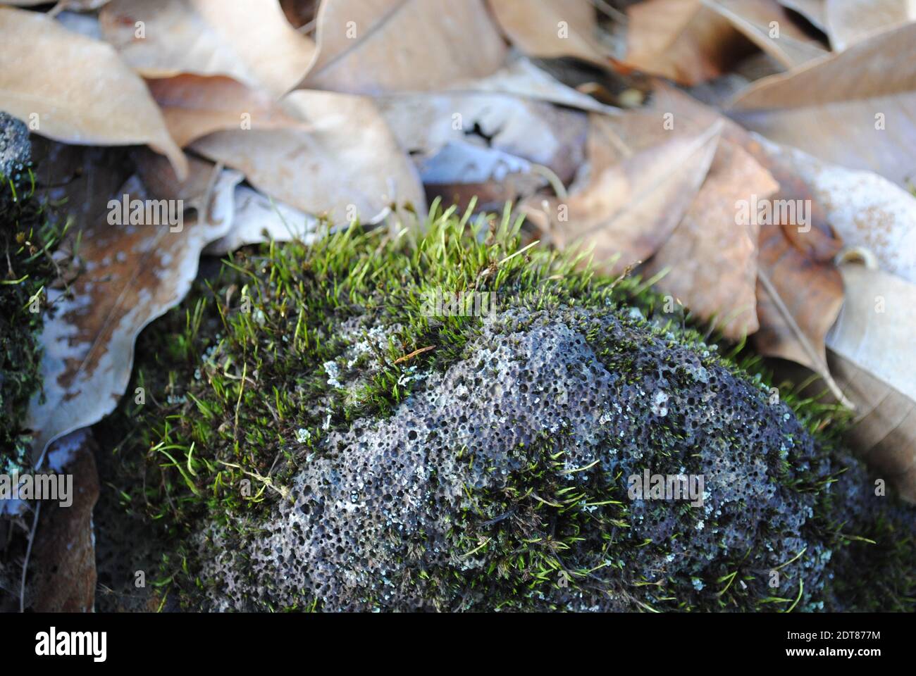 grass growing on a rock Stock Photo - Alamy