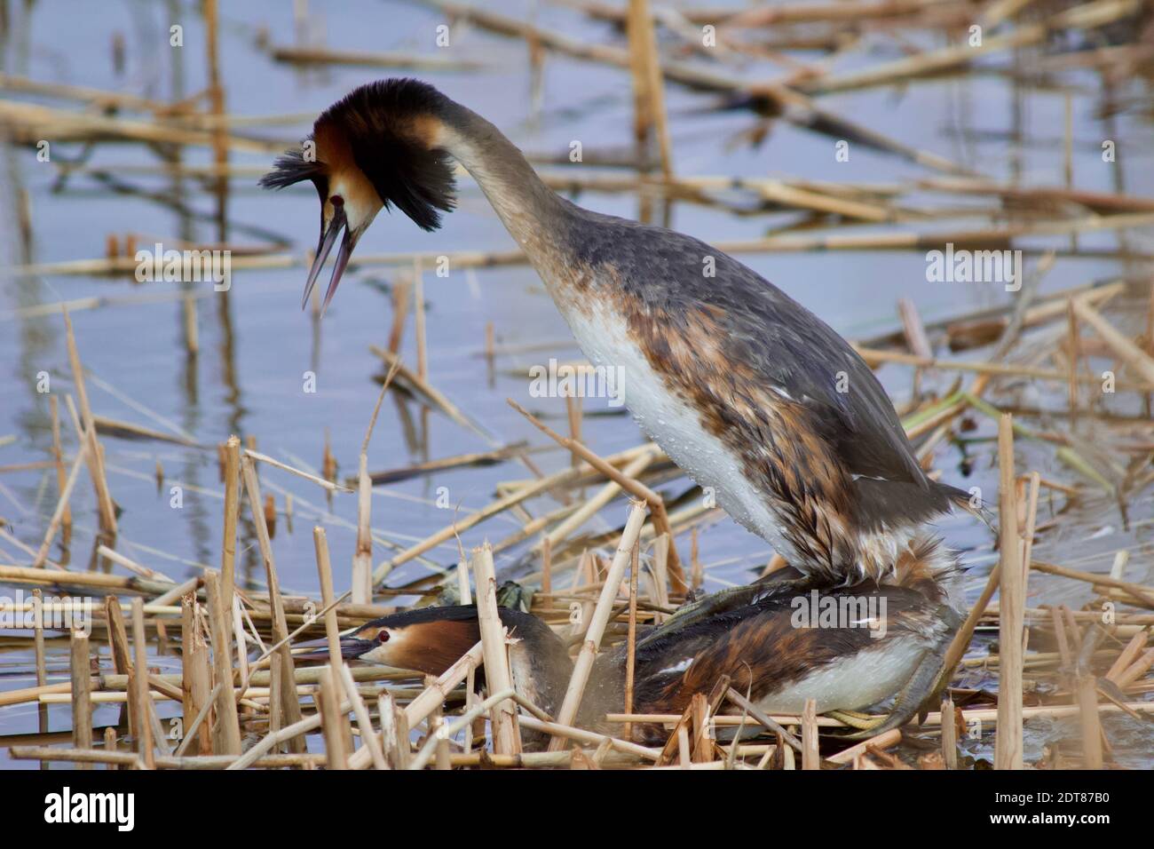 Animal mating ritual hi-res stock photography and images - Alamy
