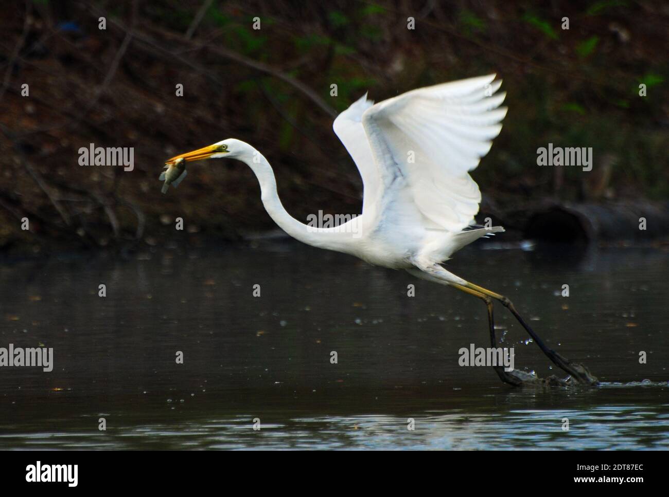 Large fish eating wetland bird hi-res stock photography and images - Alamy