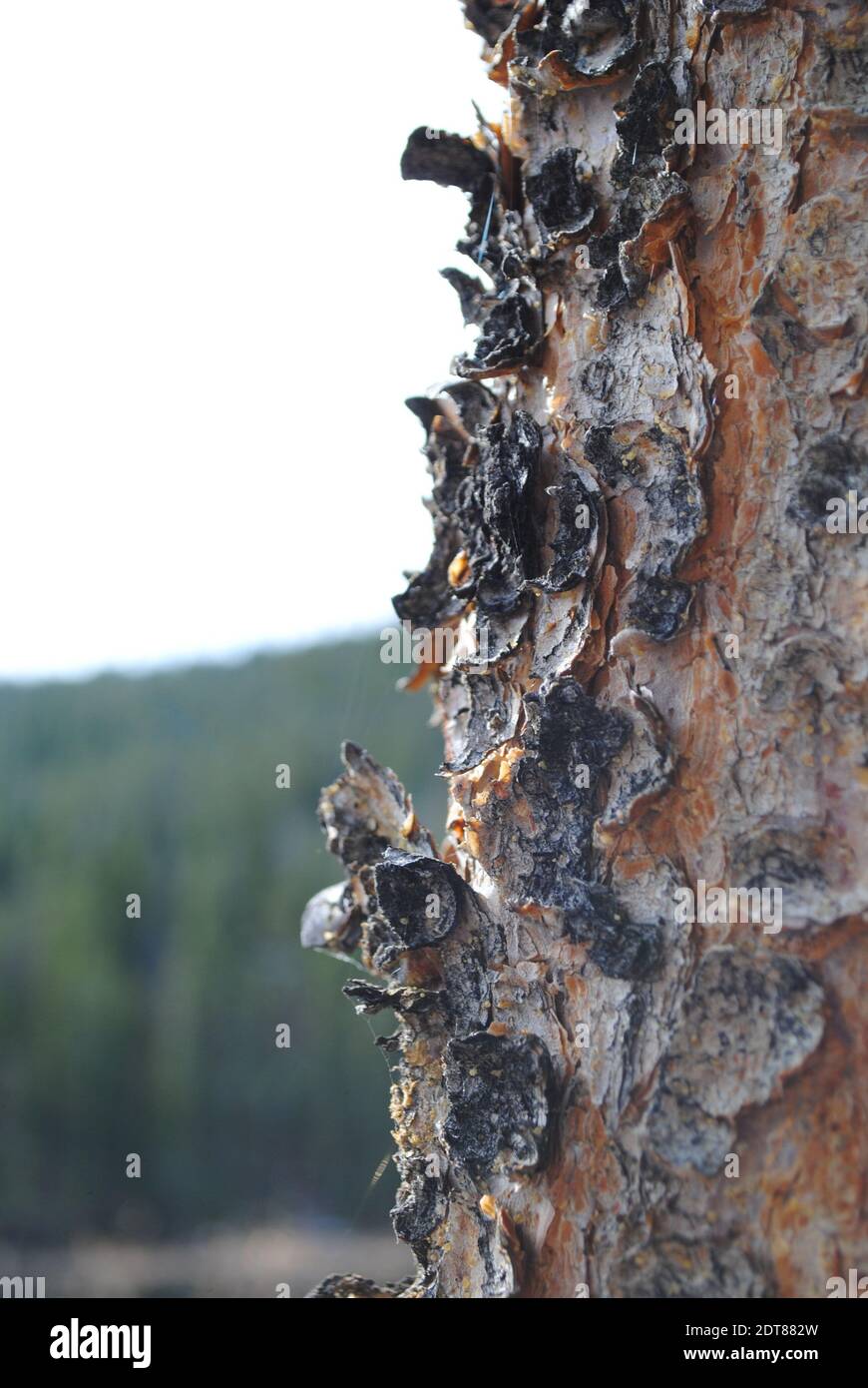 bark on a tree Stock Photo - Alamy