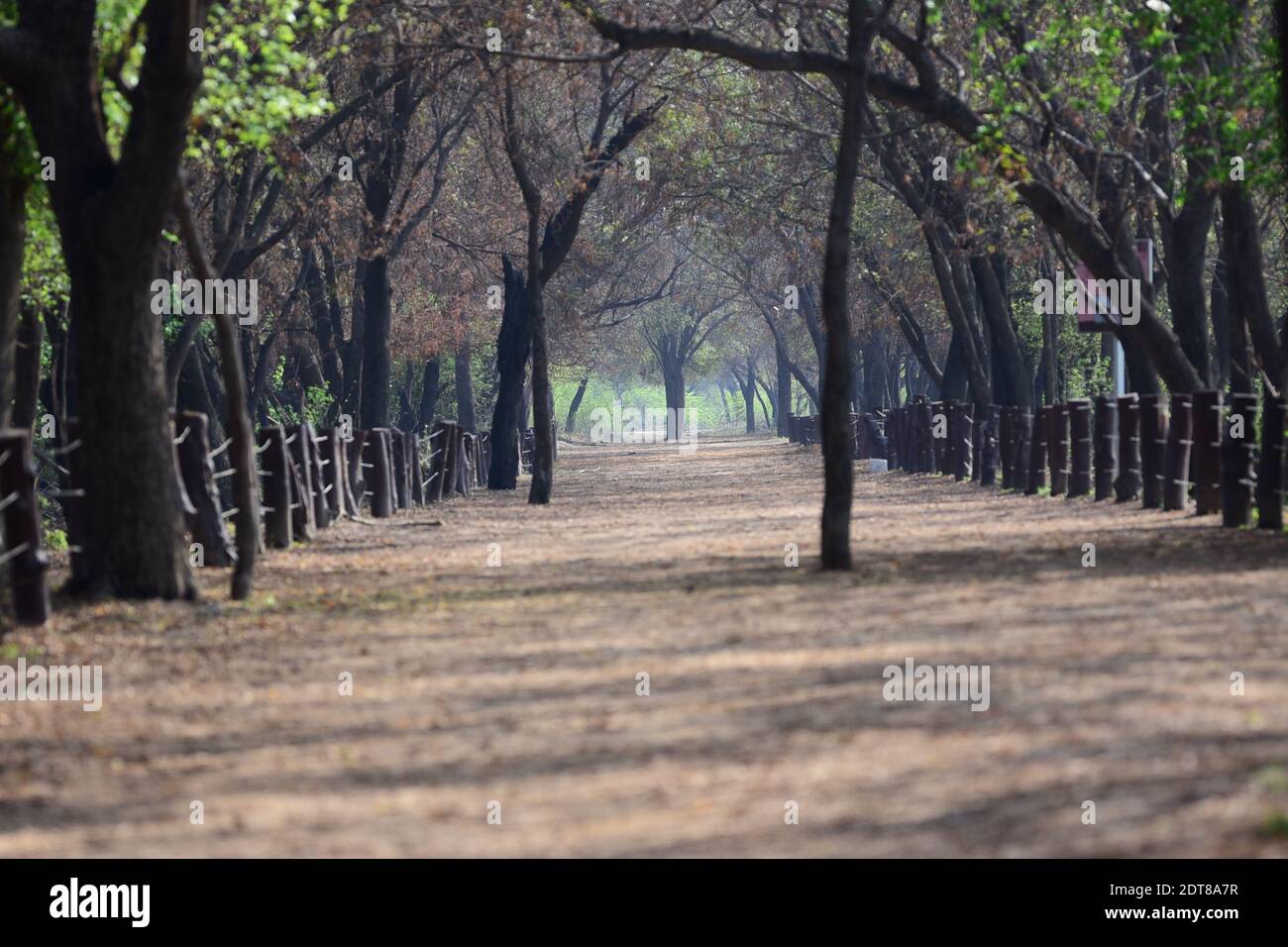 India Haryana Trees High Resolution Stock Photography and Images - Alamy