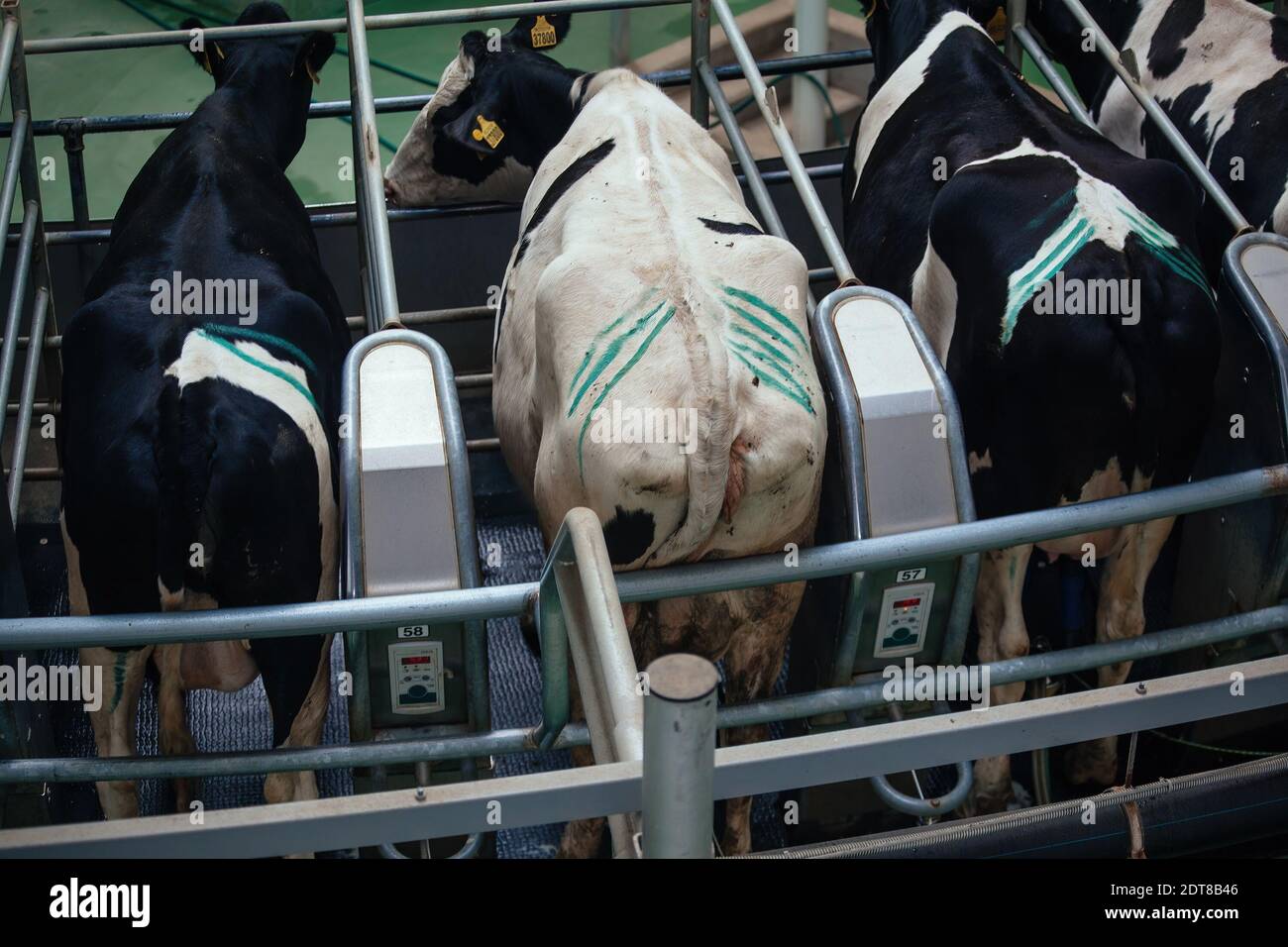 Milking cows by automatic industrial milking rotary system in modern ...