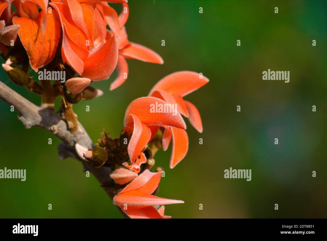 Butea Monosperma Or Palash Flower Stock Photo - Alamy