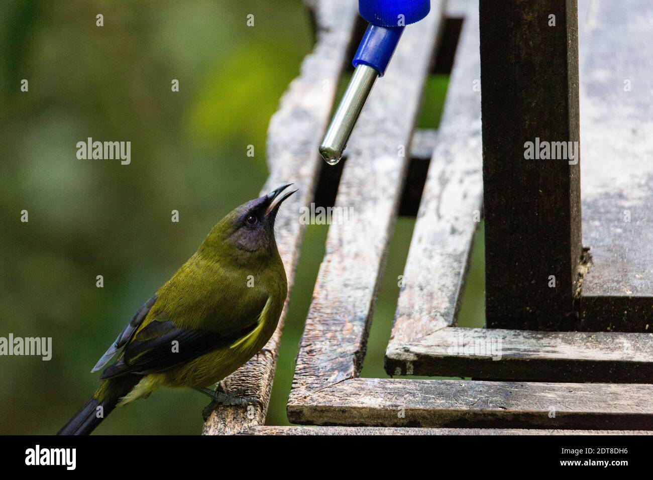 Bell feeder hi-res stock photography and images - Alamy