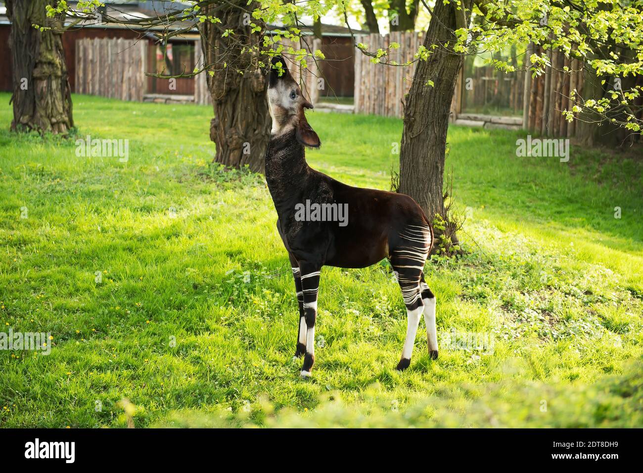 Okapi Eating Leaves High Resolution Stock Photography and Images - Alamy