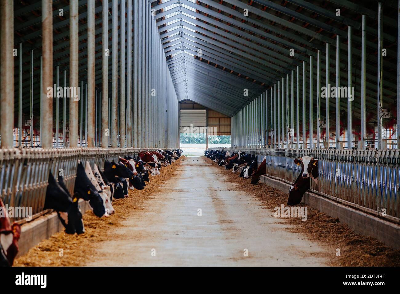 Diary cows in modern free livestock stall Stock Photo - Alamy