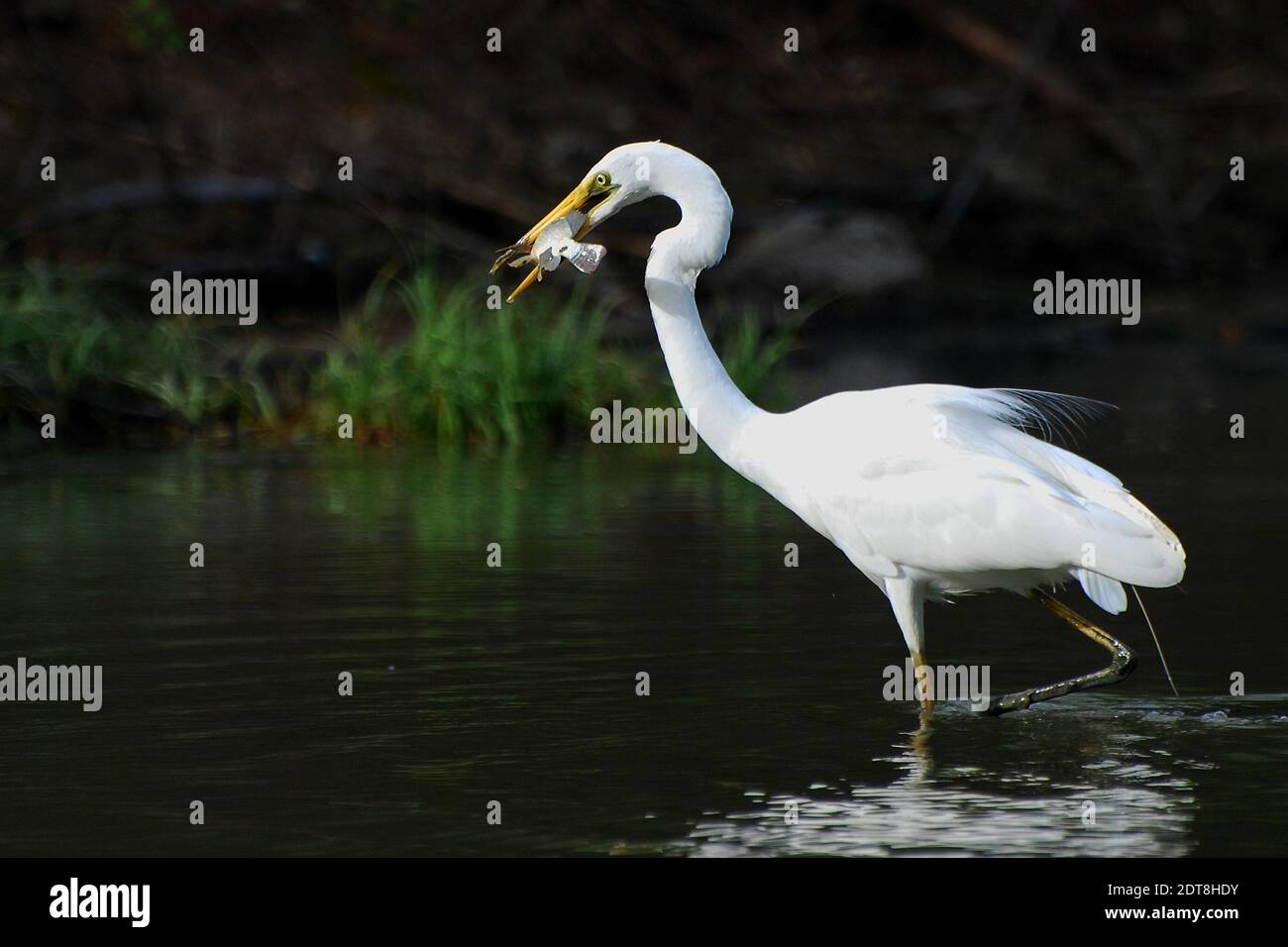Large fish eating wetland bird hi-res stock photography and images - Alamy