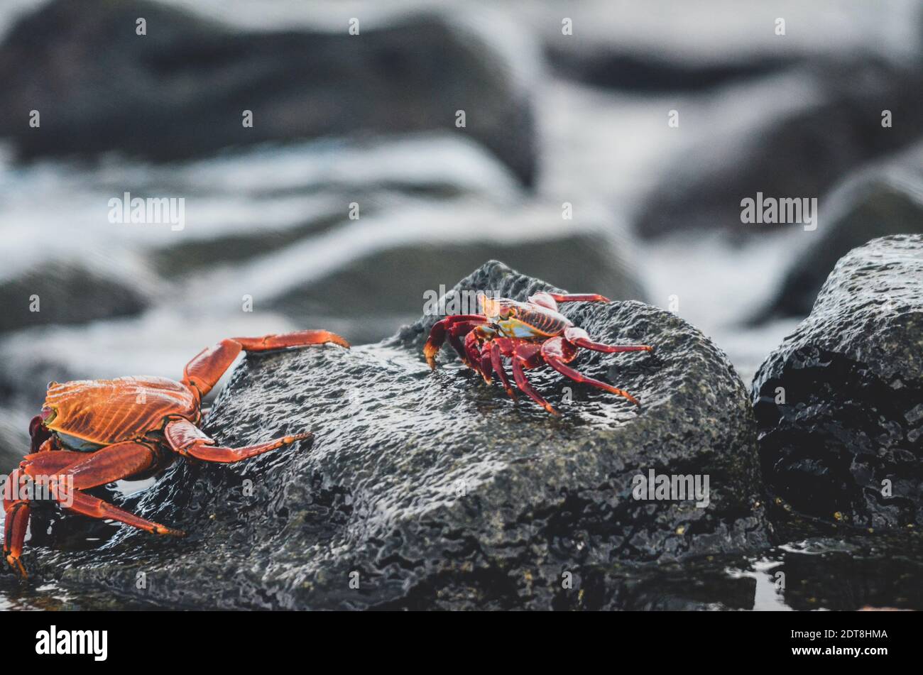 Sally gray hi-res stock photography and images - Alamy