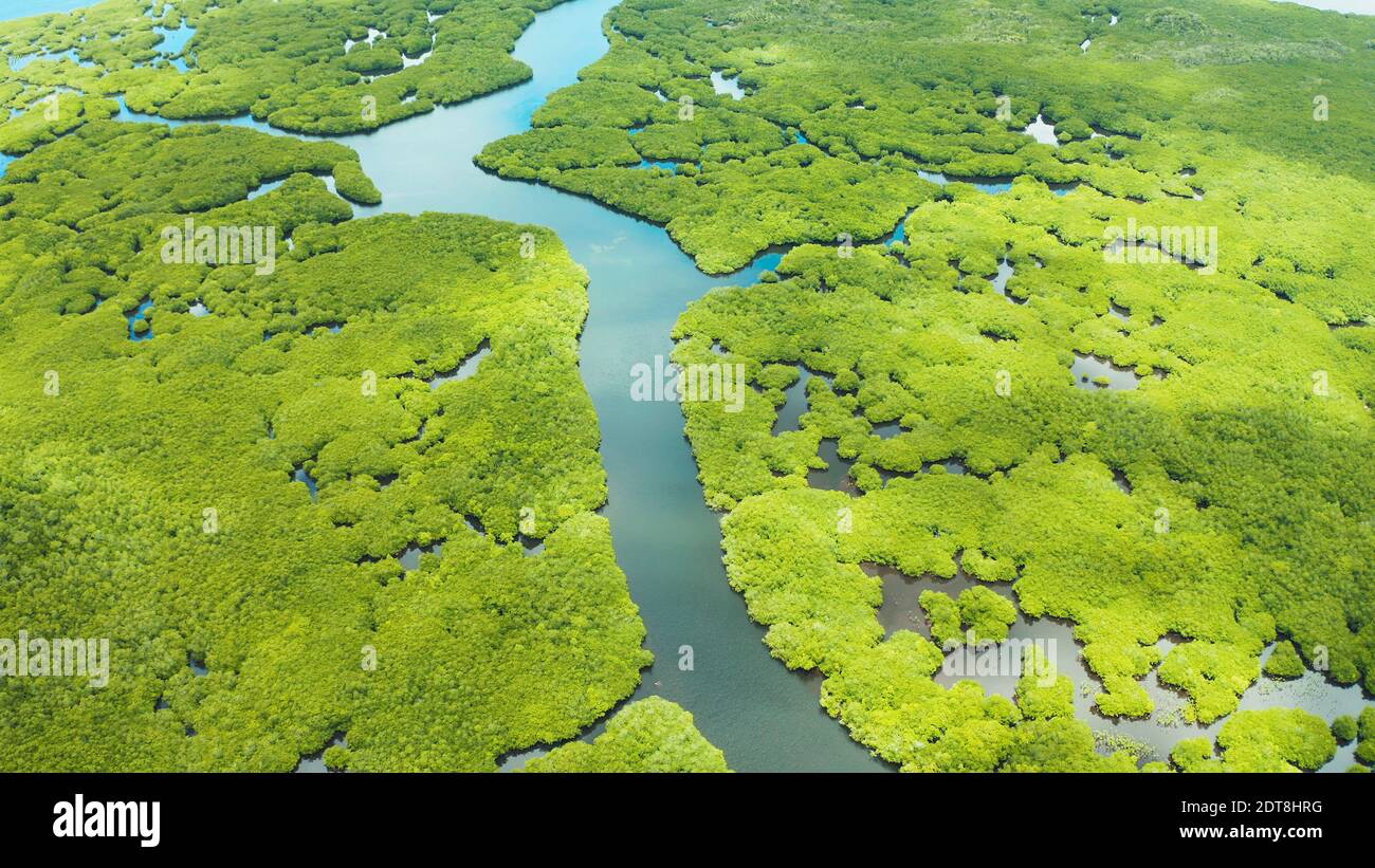 Aerial panoramic mangrove forest view in Siargao island,Philippines ...