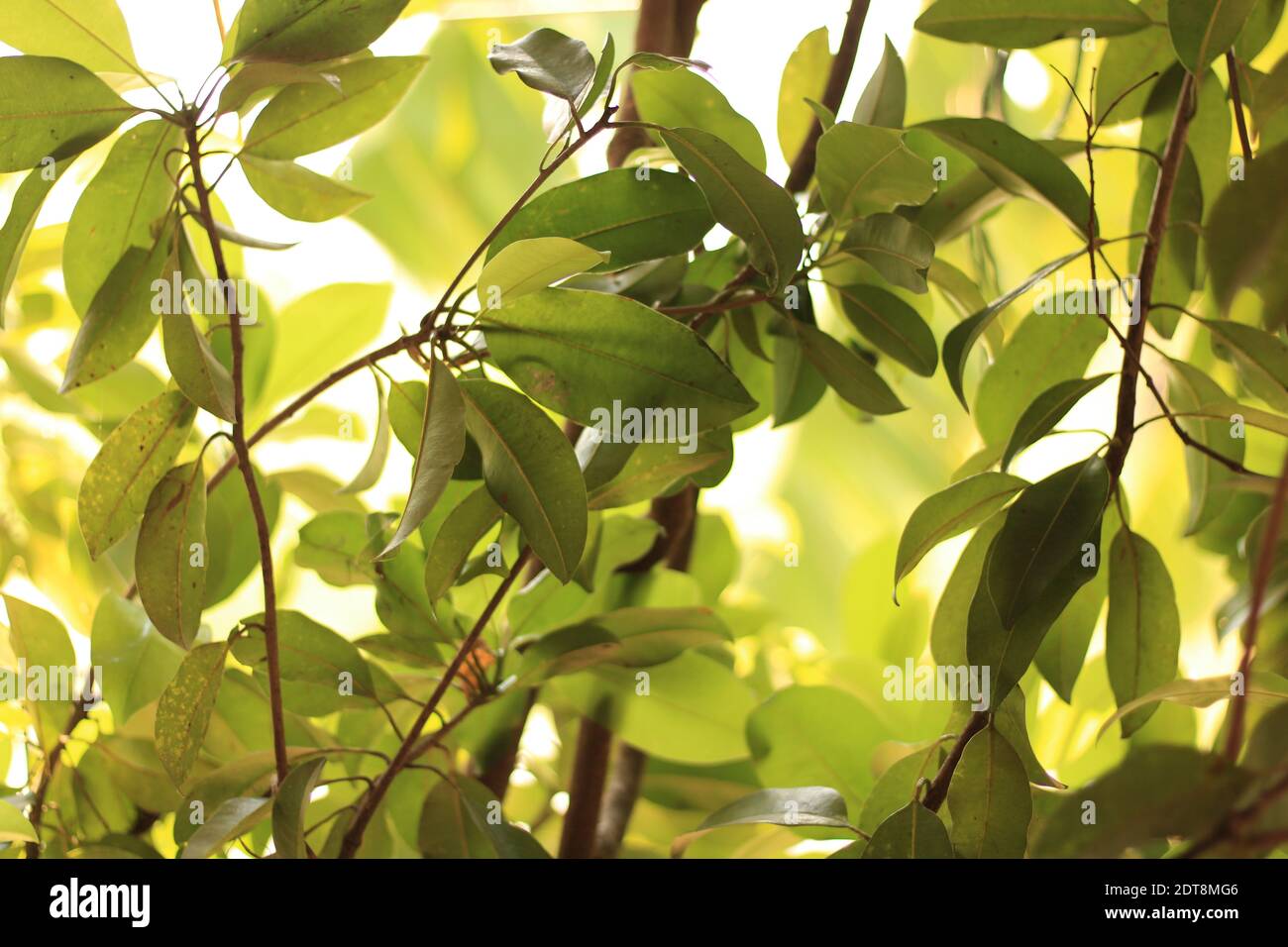 Chinese anise tree hi-res stock photography and images - Alamy