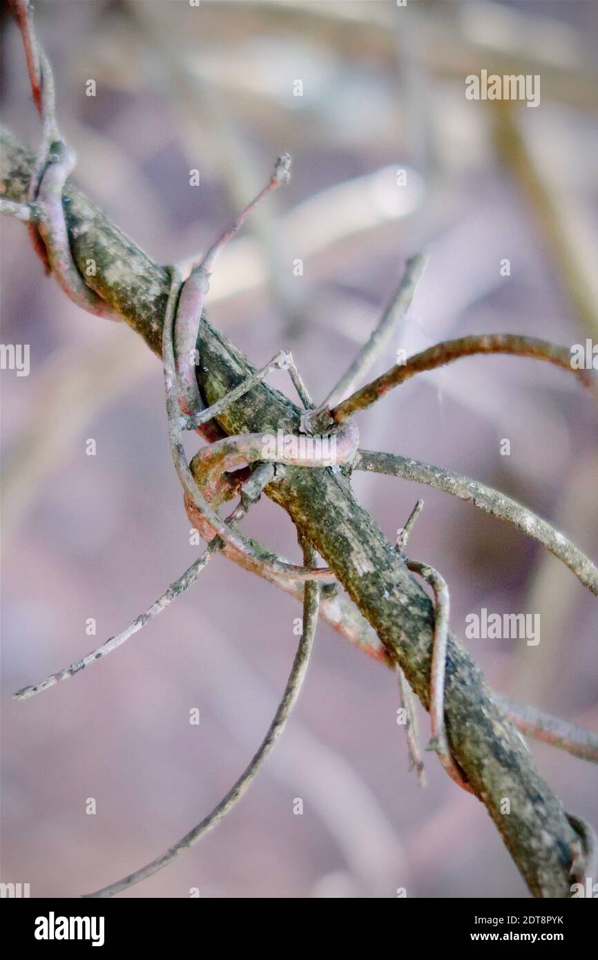 Twisted Vines High Resolution Stock Photography and Images - Alamy