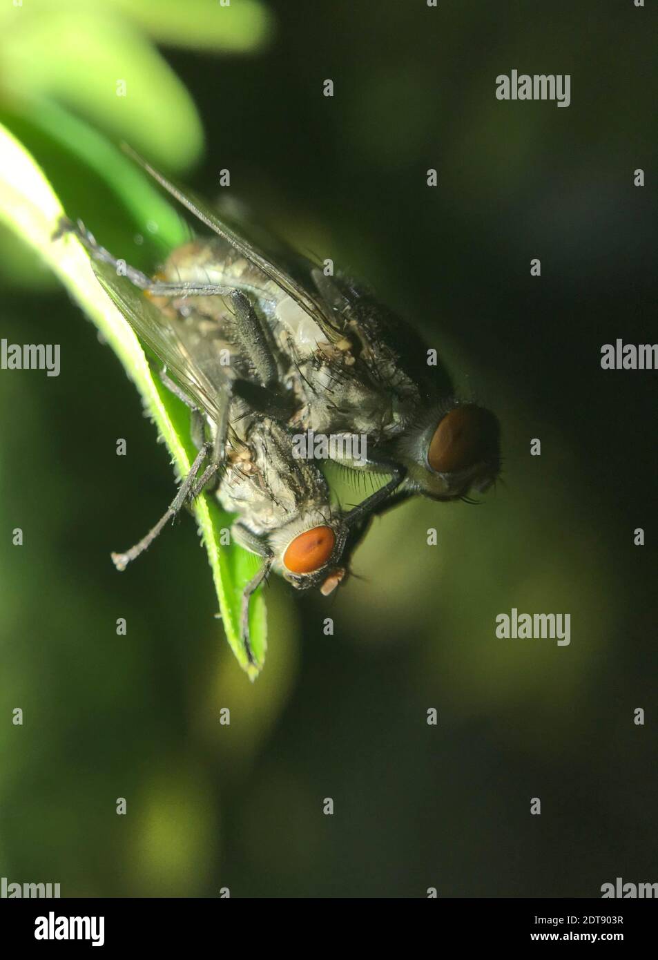 Nature reproducing hi-res stock photography and images - Alamy