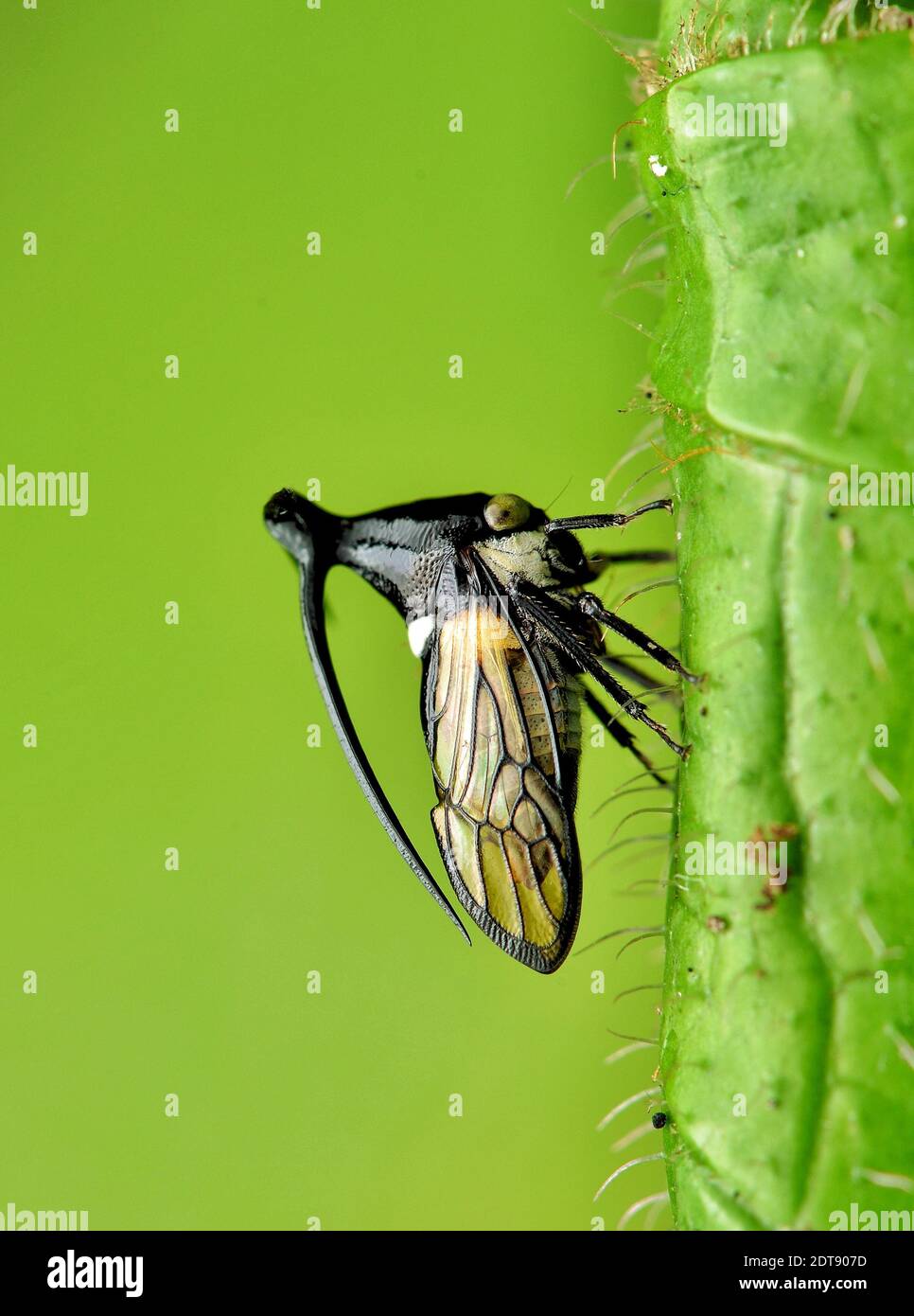 Treehopper on green leaf hi-res stock photography and images - Alamy