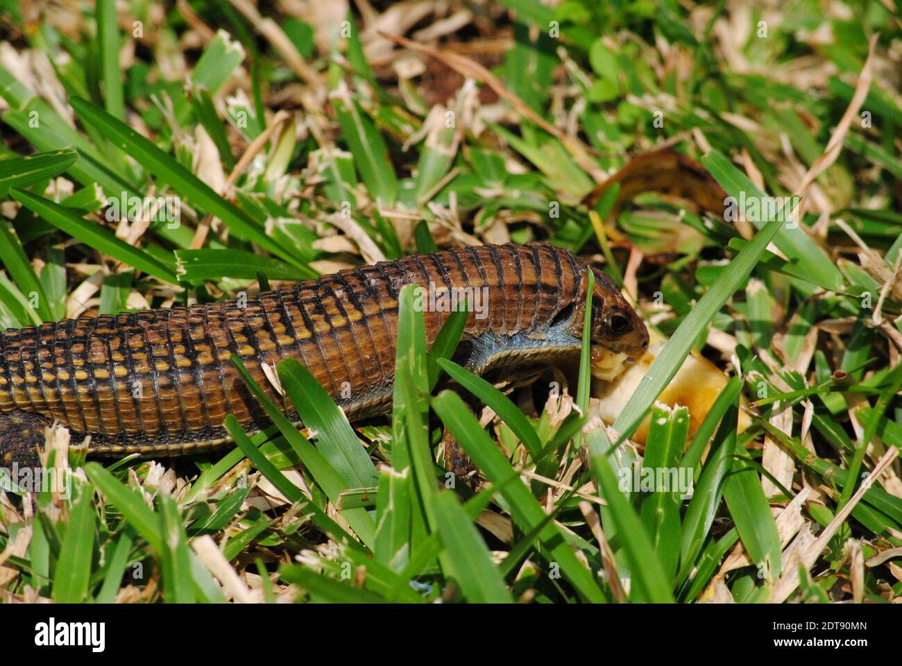Lizard eating fruit hi-res stock photography and images - Alamy