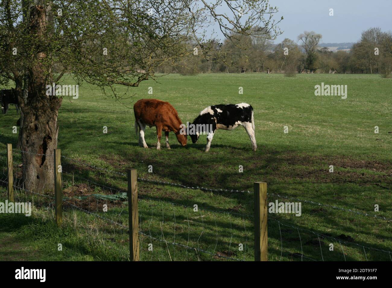 Confrontation with cattle hi-res stock photography and images - Alamy
