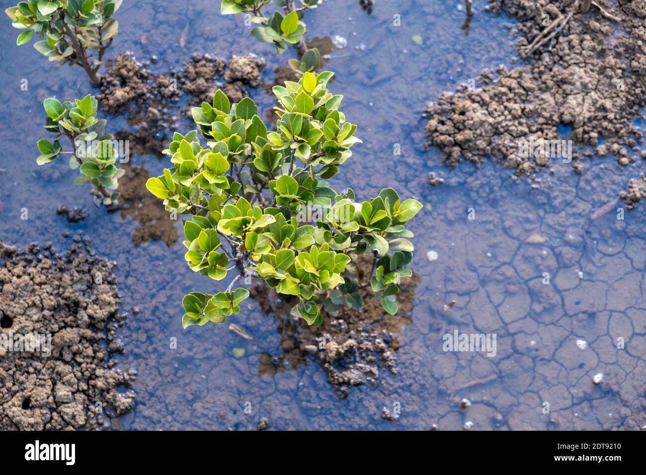 Plant roots australia hi-res stock photography and images - Alamy
