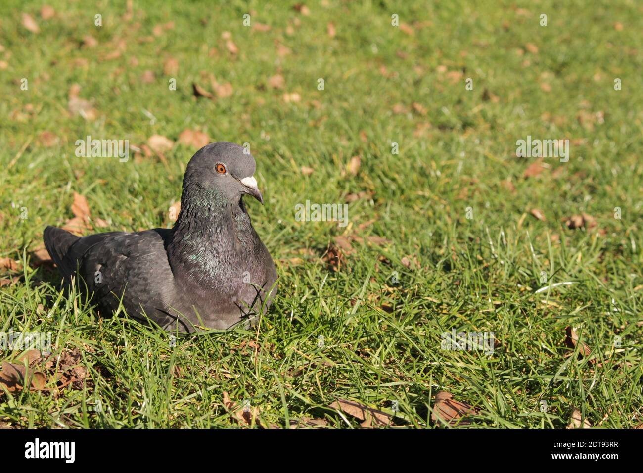 Feral pigeon united kingdom hi-res stock photography and images - Alamy