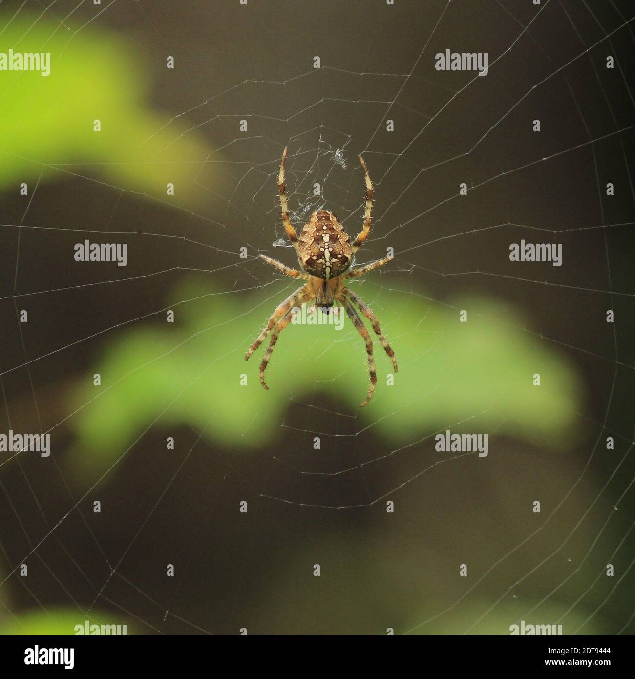 Can anyone tell me what species of spider that is? Saw it in Vancouver ...