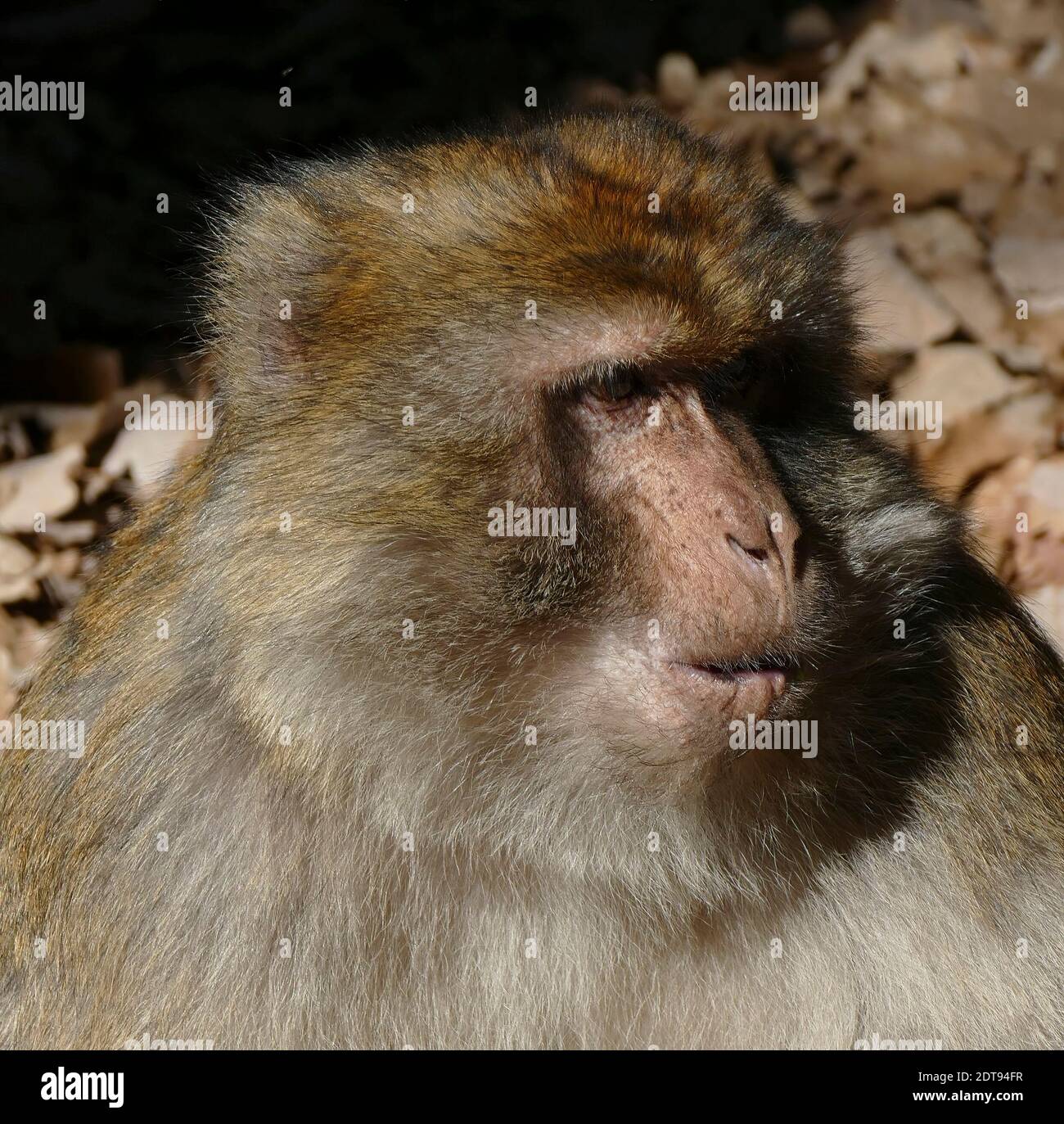 Barbary Macaque (Macaca sylvanus) by the side of the highway in the ...