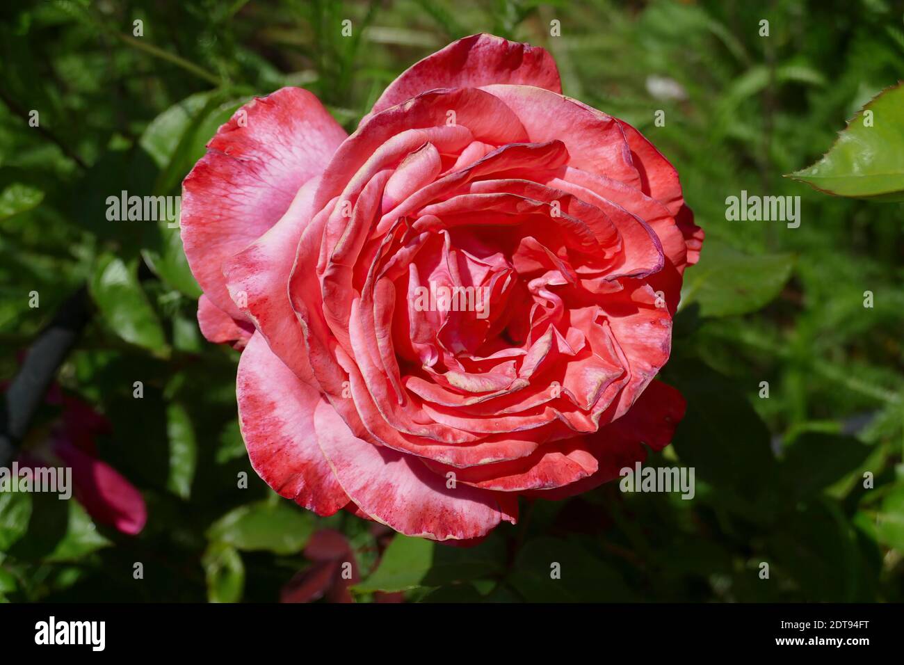 Red roses in a Seattle home garden, Washington Stock Photo - Alamy