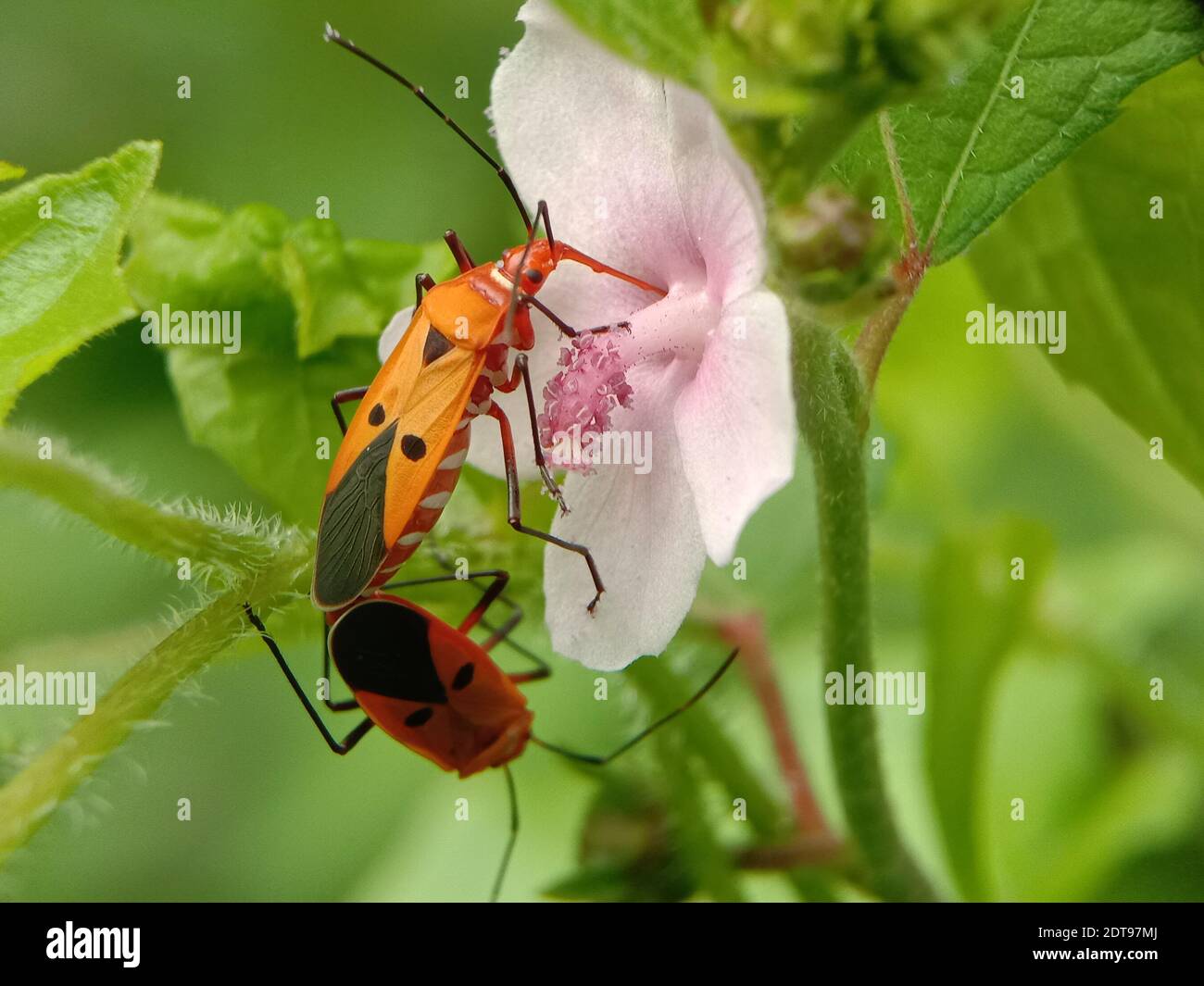 Ant mating hi-res stock photography and images - Alamy