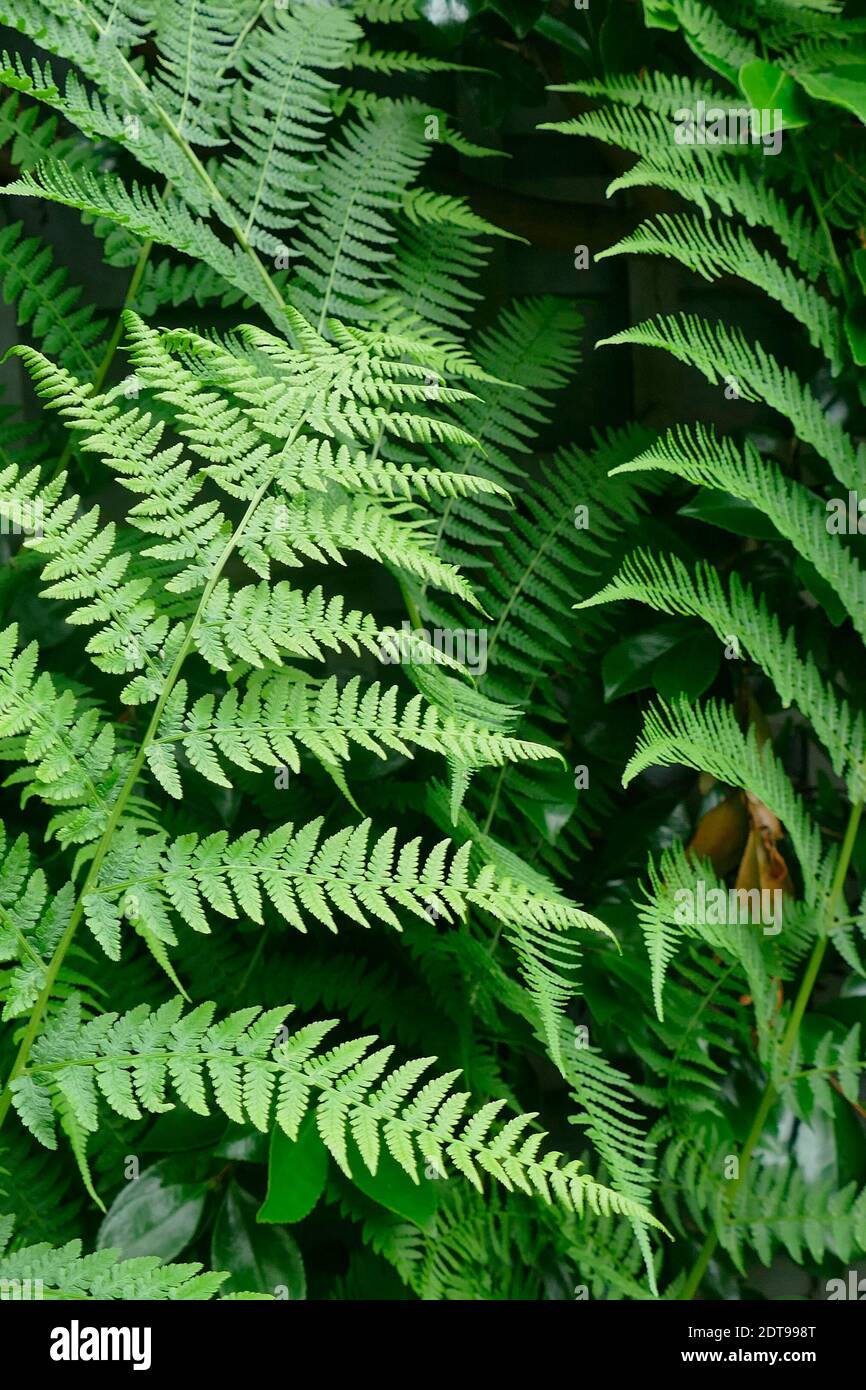 Ferns in detail hi-res stock photography and images - Alamy