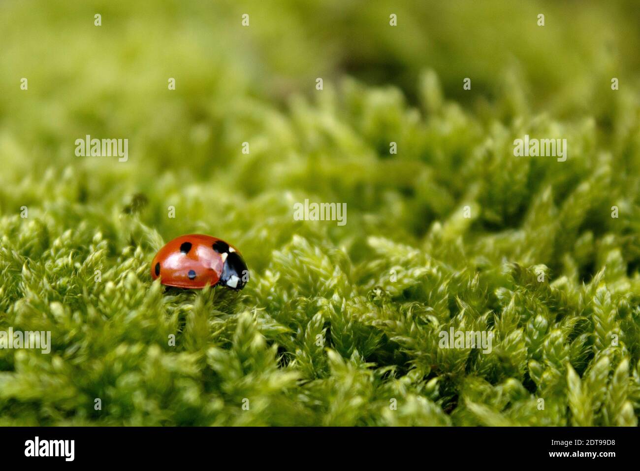 Moose beetle hi-res stock photography and images - Alamy